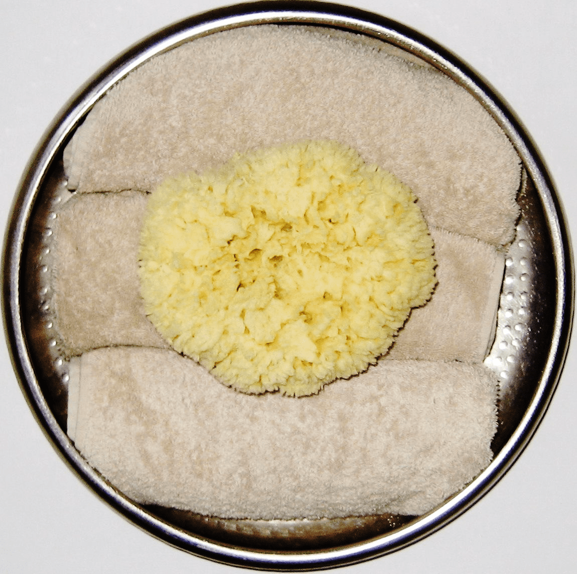 Bleached Sea Wool Sponges [Yellow coloured] PureSponges