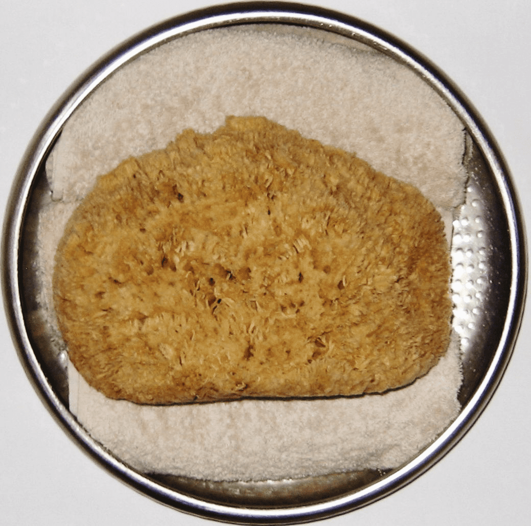 Unbleached Sea Wool Sponges [Brown Colour] PureSponges