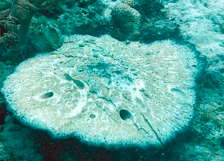 Fair Trade Sponge Farming PureSponges