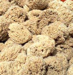 Fair Trade Sponge Farming PureSponges