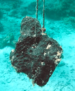 Fair Trade Sponge Farming PureSponges