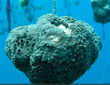 Fair Trade Sponge Farming PureSponges