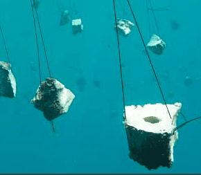 Fair Trade Sponge Farming PureSponges