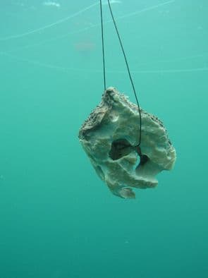 Fair Trade Sponge Farming PureSponges