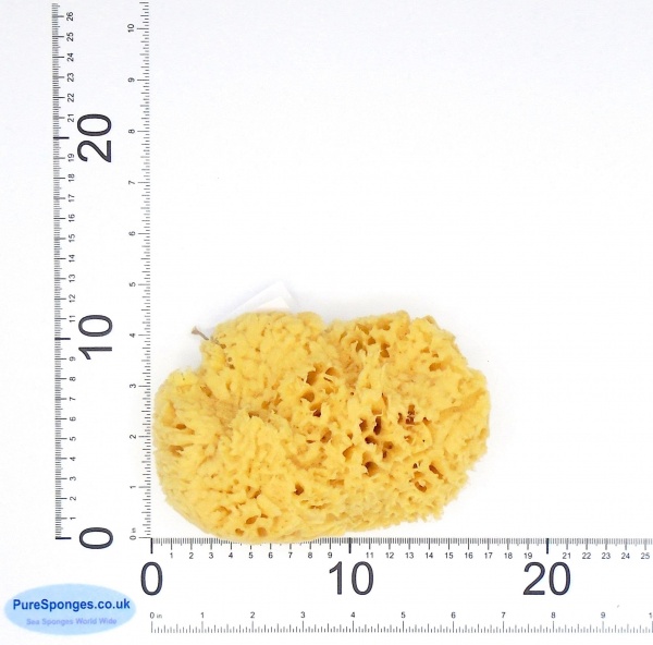 Sea Wool Sponges-Bleached-Large PureSponges