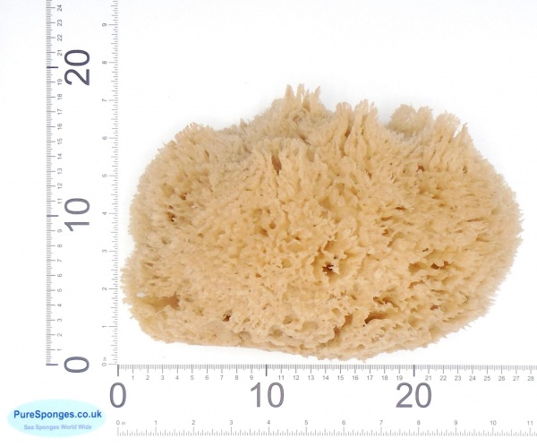 Sea Wool Sponges-Bleached-Large PureSponges