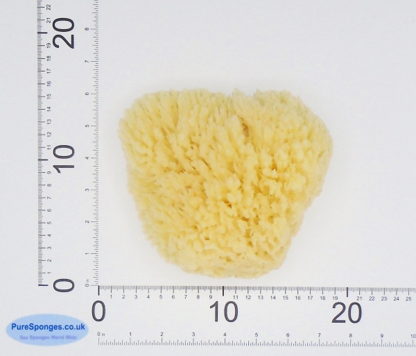 Sea Wool Sponges-Bleached-Large PureSponges
