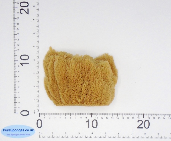 Sea Grass Sponges PureSponges
