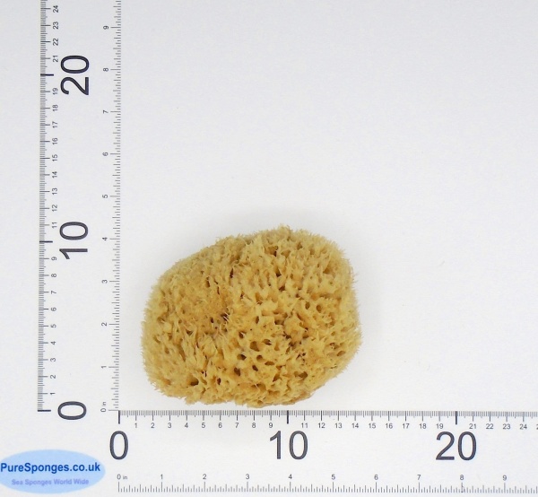 Honeycomb Sponges-Unbleached-Medium PureSponges