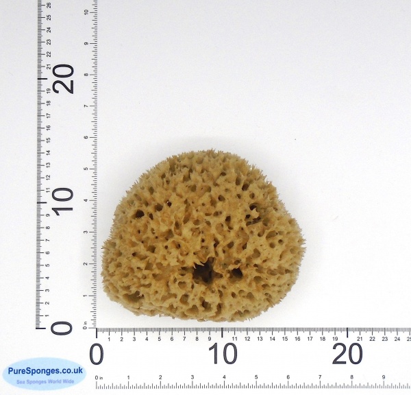 Honeycomb Sponges-Unbleached-Large PureSponges