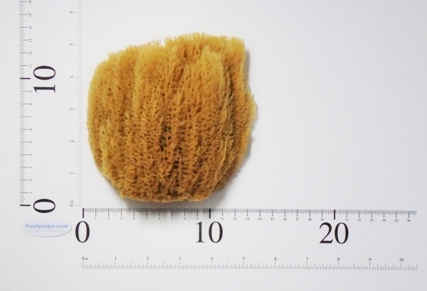 Sea Grass Sponges PureSponges