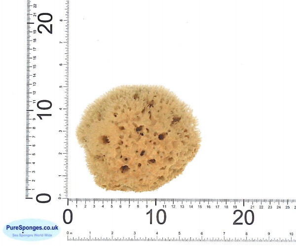 Honeycomb Sponges-Unbleached-Medium PureSponges
