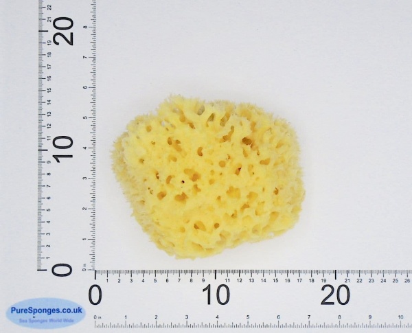 Honeycomb Sponges-Bleached-Large PureSponges