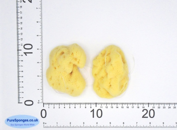 Prolapse Sponges PureSponges