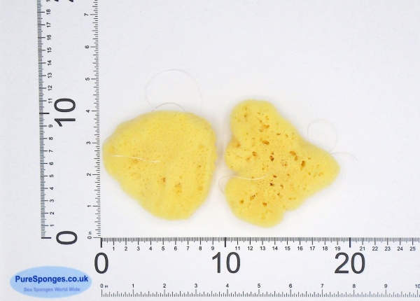 Prolapse Sponges PureSponges