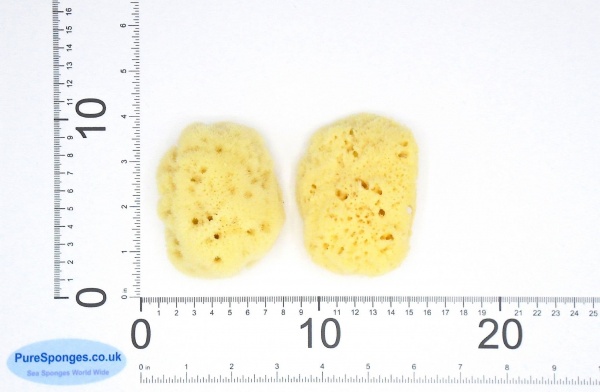 Prolapse Sponges PureSponges