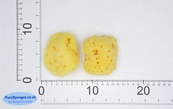 Prolapse Sponges PureSponges