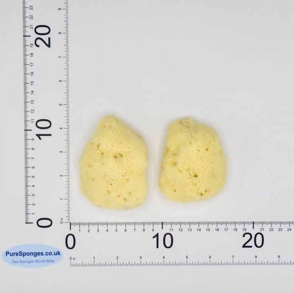 Prolapse Sponges PureSponges