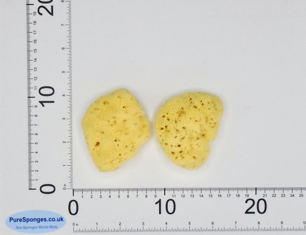 Prolapse Sponges PureSponges