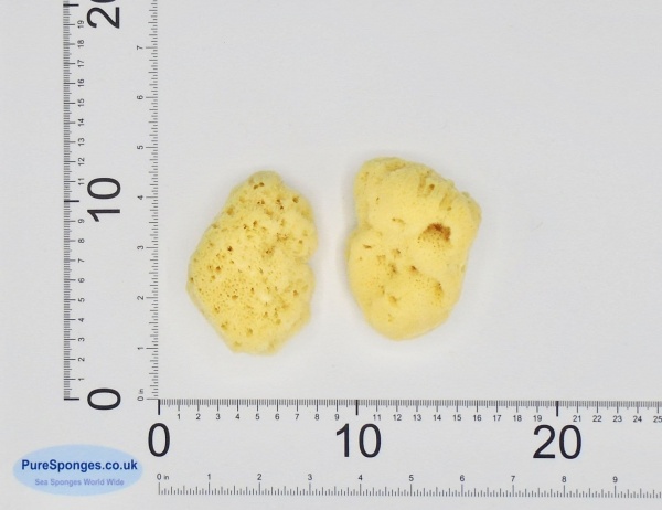 Prolapse Sponges PureSponges