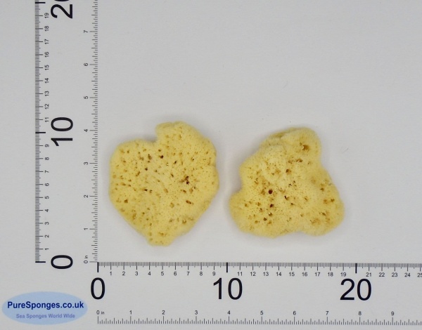 Prolapse Sponges PureSponges