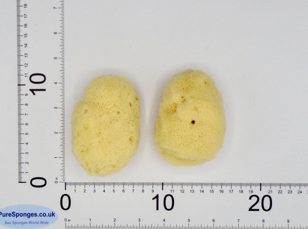 Prolapse Sponges PureSponges