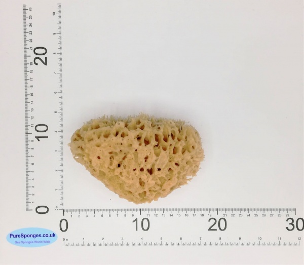 Honeycomb Sponges-Unbleached-Large PureSponges